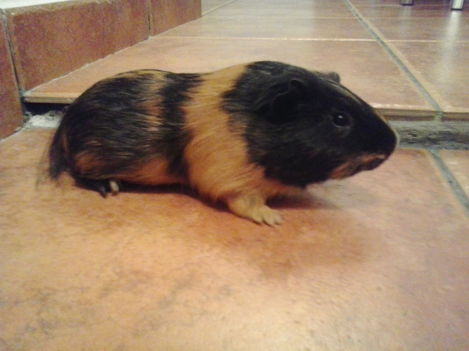 adoptieanimale.ro: Porcusor de guineea