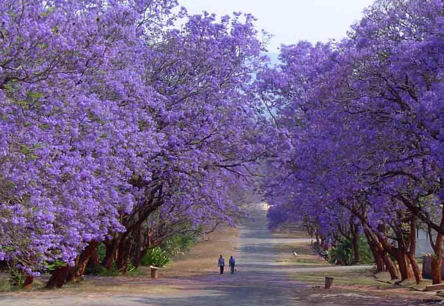 MODOS DE OLHAR: Jacarandá-mimoso, Jacaranda mimosaefolia