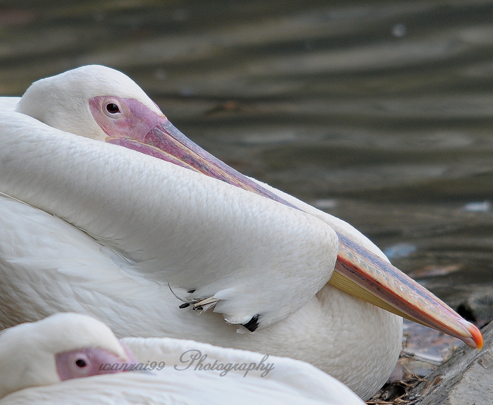 wanzai99 PHOTOGRAPHY: Burung Undan Putih
