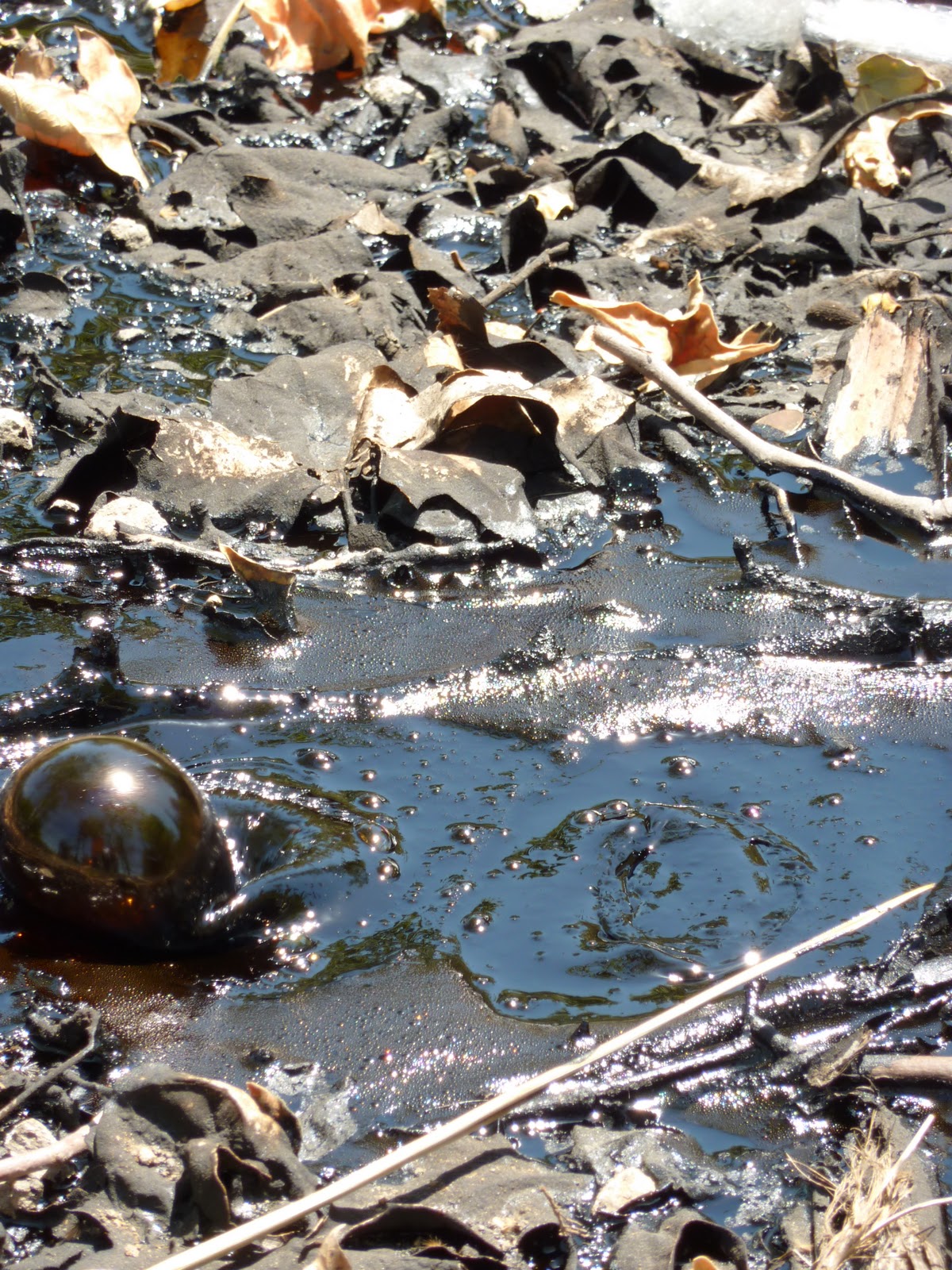 It's Brain Time!: La Brea Tar Pits: the Happiest Place on Earth!