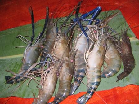 Warta Sipitang, Sabah Malaysia: Sungai Mengalong Syurga Kaki Pancing ...