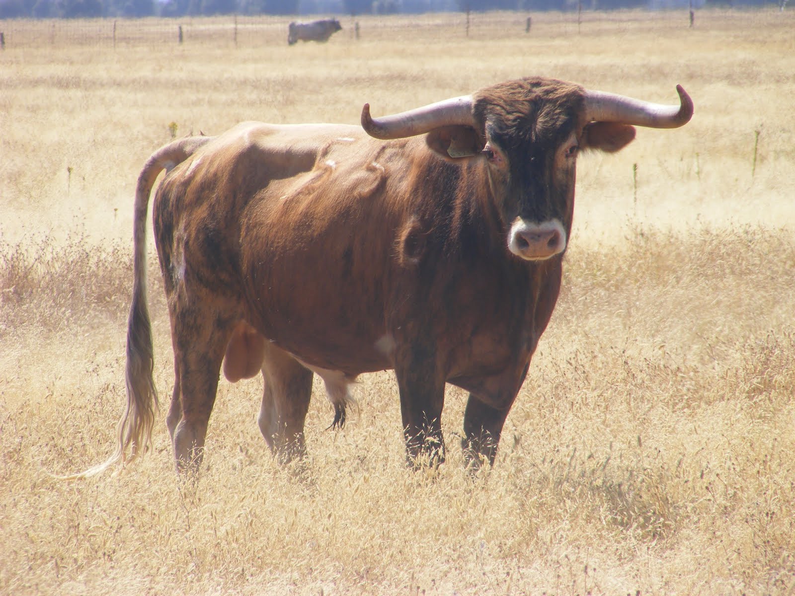 GANADERIA :ANTONIO SAN ROMAN: vacas, toros y novillos