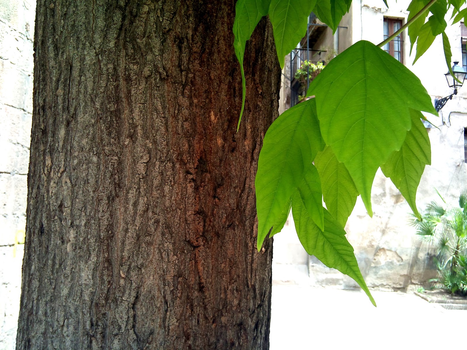 Árboles con alma: Negundo. Arce americano. Bordo. (Acer negundo)