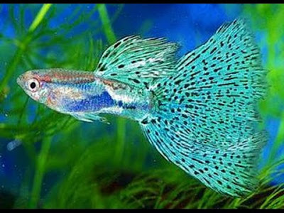 Guppy Fish: Freshwater Scavengers and Algae Eating Fish - Fish Tank Live