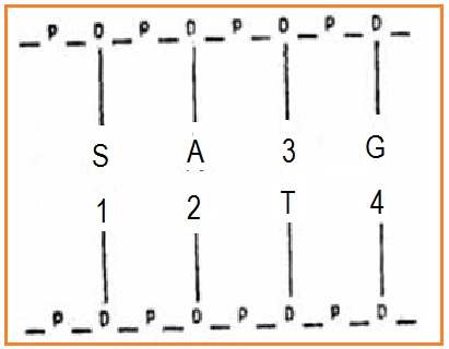 BIOLOGI GONZAGA: PRE TEST SUBSTANSI GENETIK XII