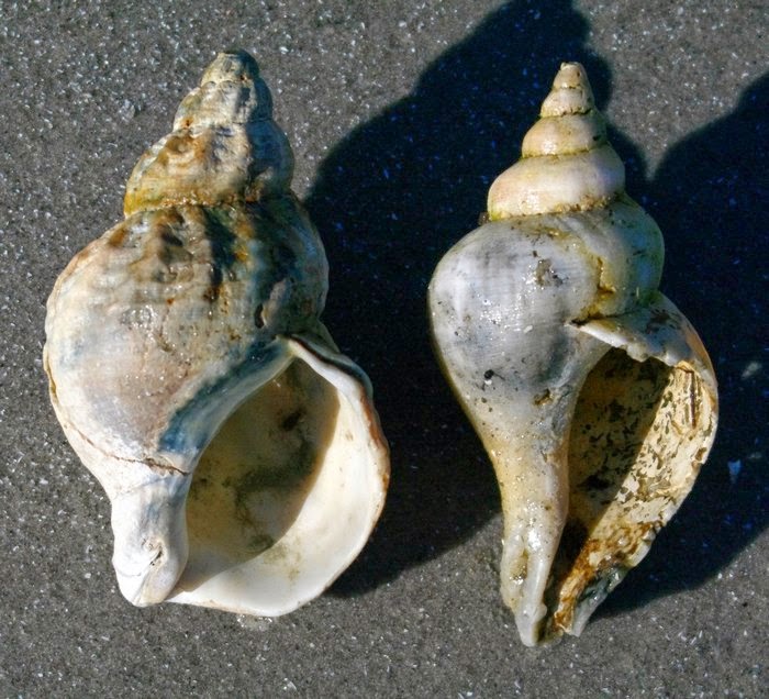 Kresten Hansen: Konk snegl