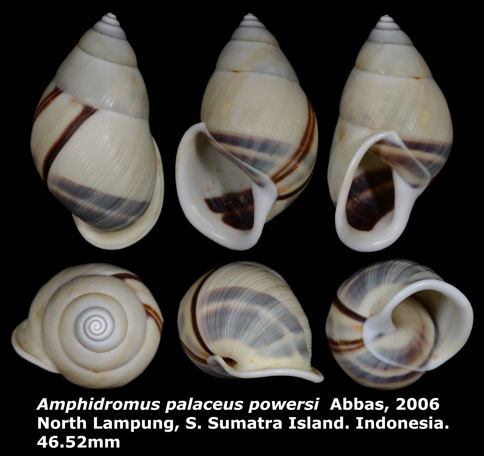 Dr. Lee's Gallery Museum: Amphidromus palaceus powersi 43.1 to 46.86mm