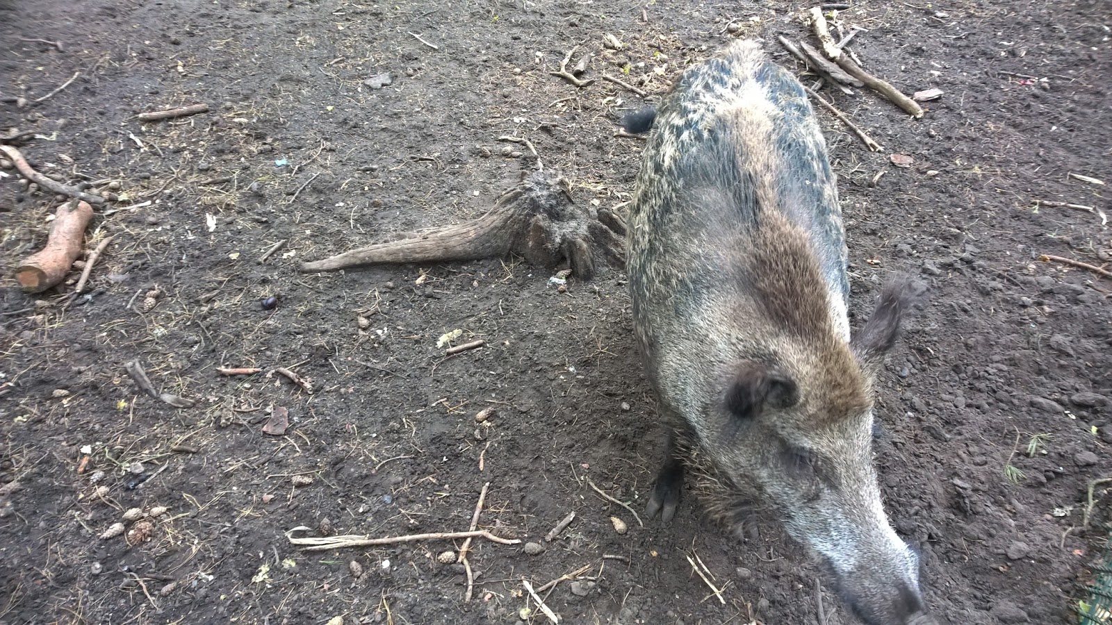 IU in Berlin, Summer '15: Forst Spandau (Spandau Forest)