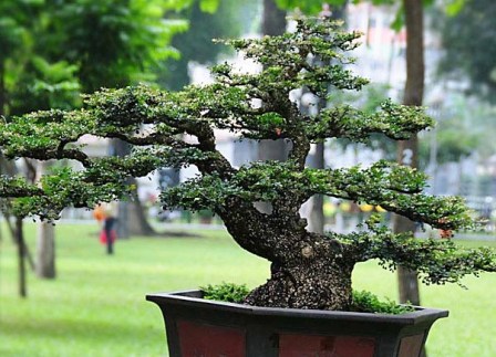 Natural: Bonsai Kawista (Limonia acidissima)