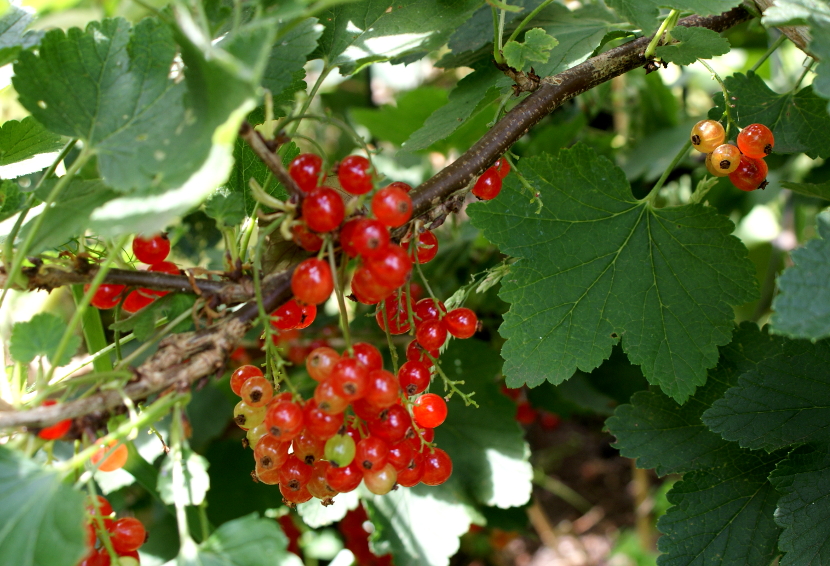 lightly enchanted: Red Currant Jelly