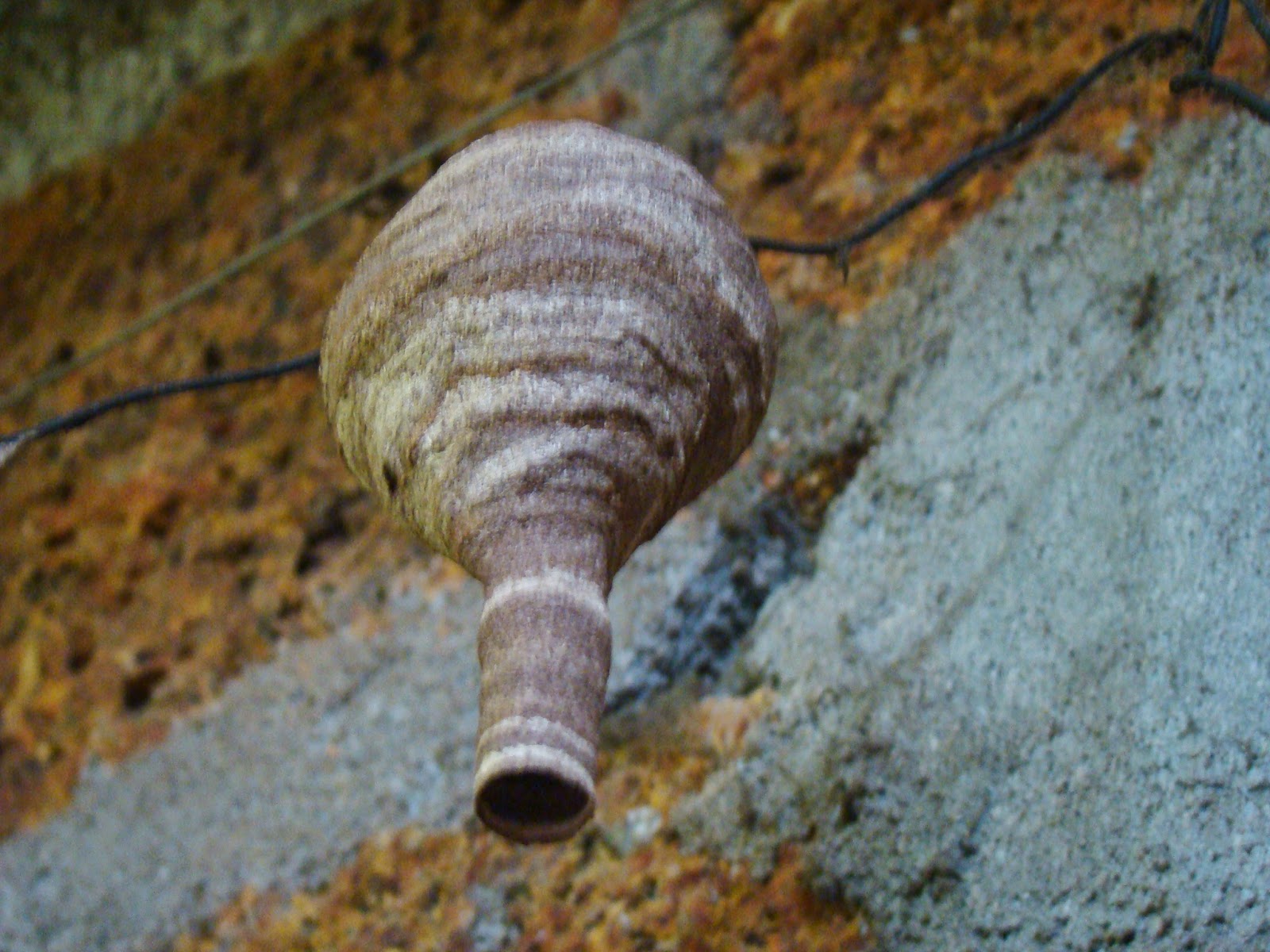 ಭೂರಮೆ: ಕಣಜಗಳ ( wasp ) ವಿಸ್ಮಯ ಪ್ರಪಂಚ