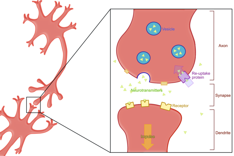 Todos los neurotransmisores más comunes, metabolismo y función. - AnSRo