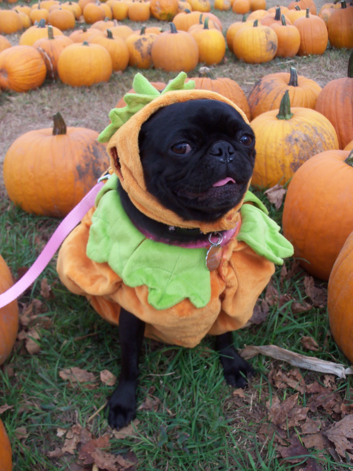 A Day in the Life of Pugs: Pumpkin Patch