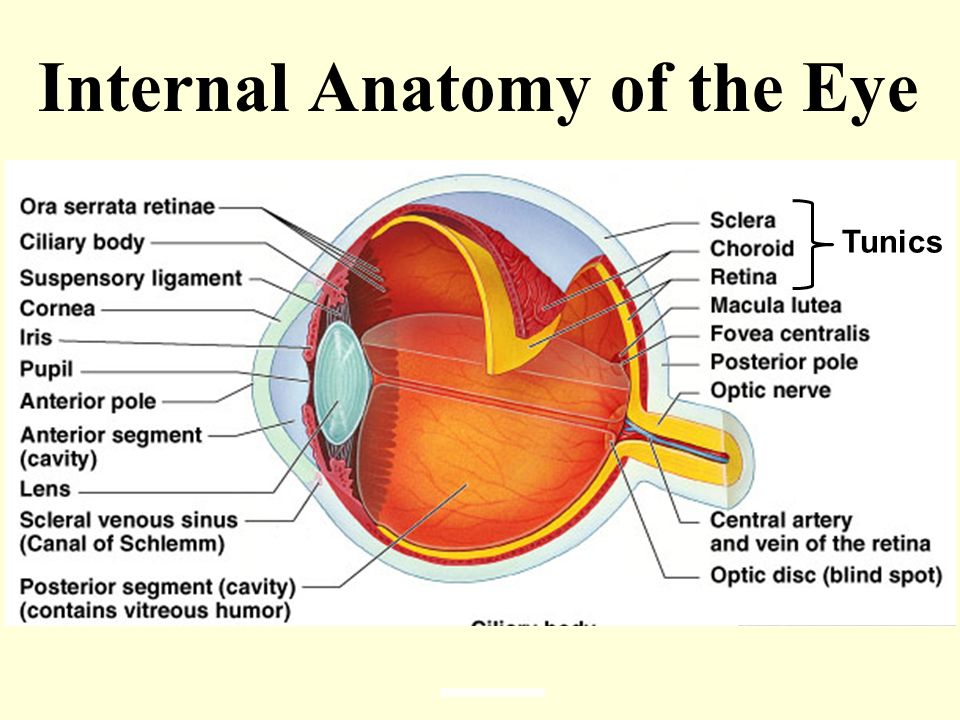Structure of human eye