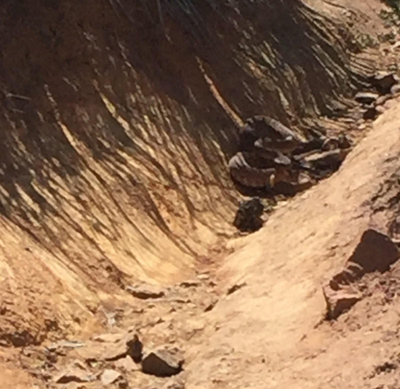 THE LAGUNA INTERAGENCY HOTSHOT CREW