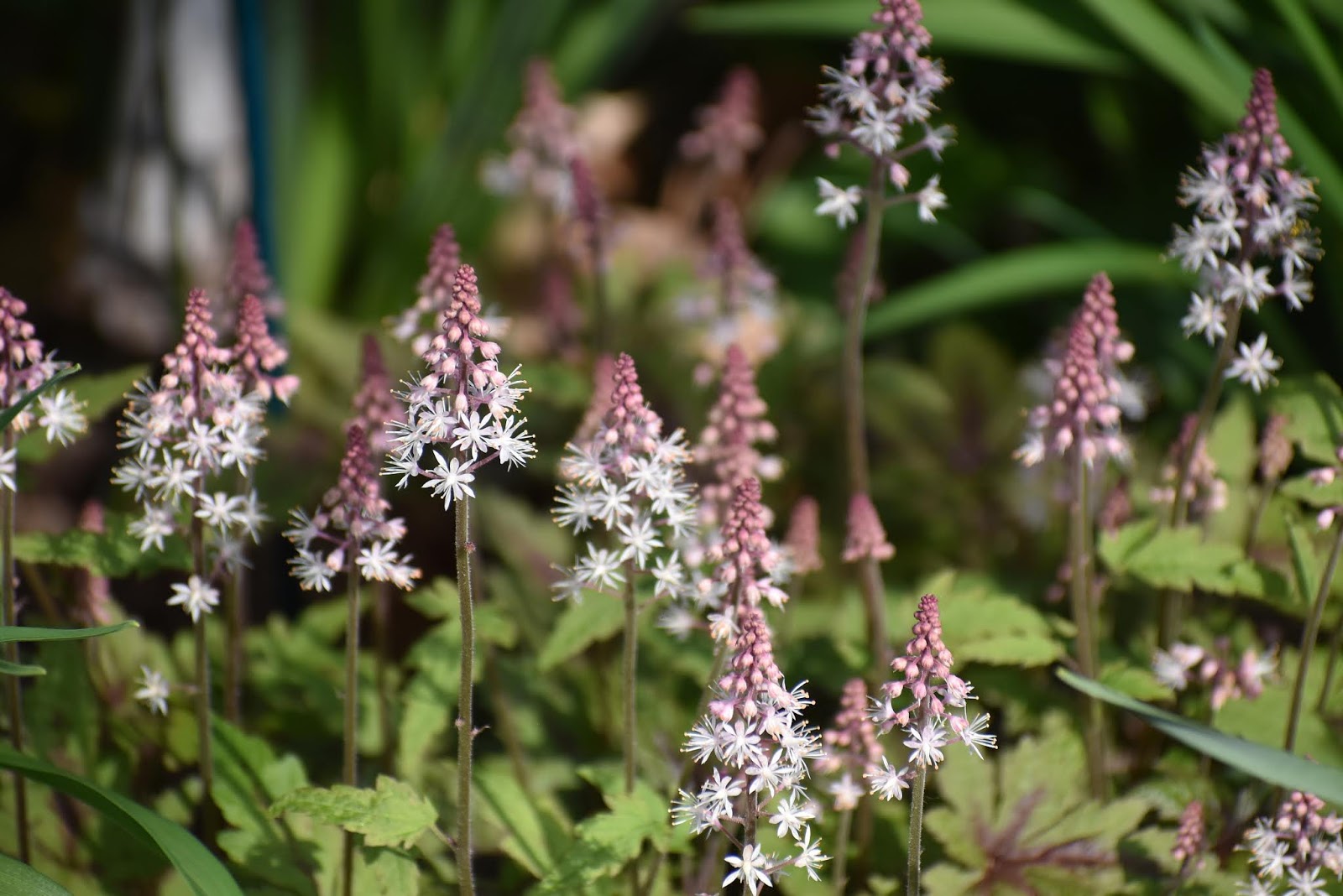 A Hocking Hill's Garden
