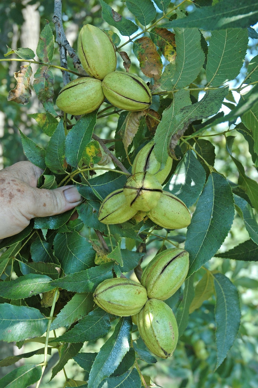Northern Pecans: First pecan to shuck-split