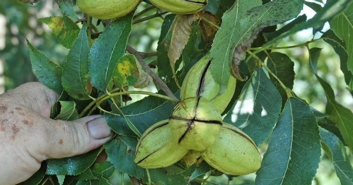 Northern Pecans: First pecan to shuck-split