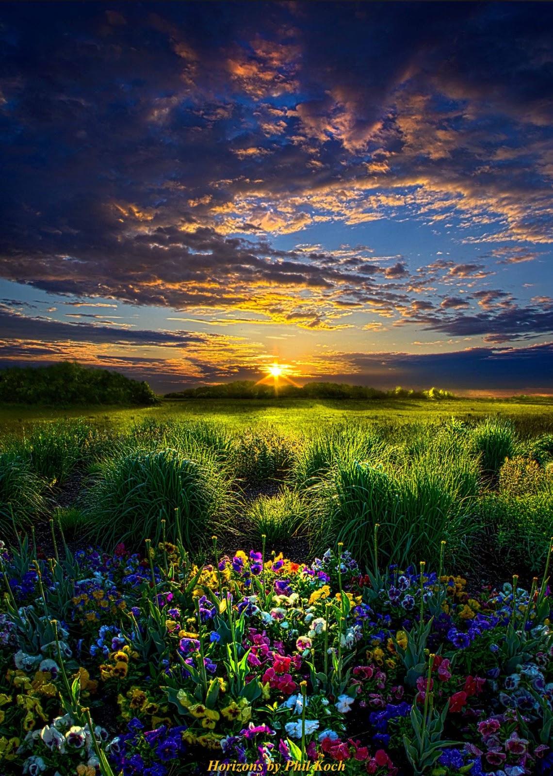 Summer Flower Field ~ Marvelous Nature