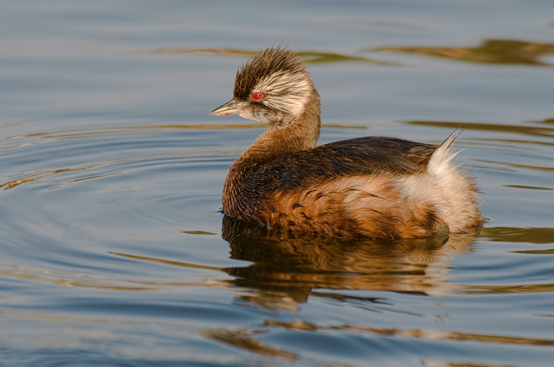 El Espacio de la Mente Libre: Pimpollo (Rollandia rolland chilensis)