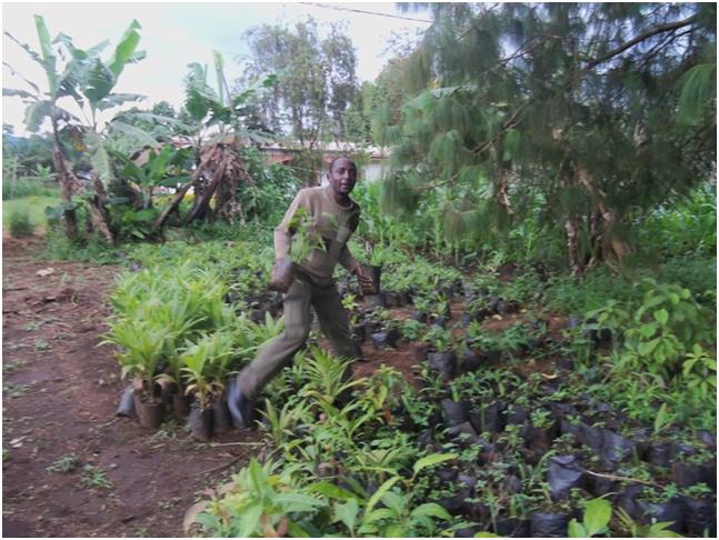 TOBBY VISION COMPUTERS : Mendel Foundation-Tobby Vision Computers Association Plants 100 Trees ...