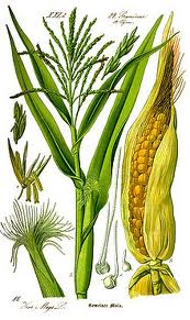 Greek Aquaponics Ενυδρειοπονία: ΦΥΤΑ