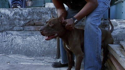 Can't Explain: Amores Perros (2000)