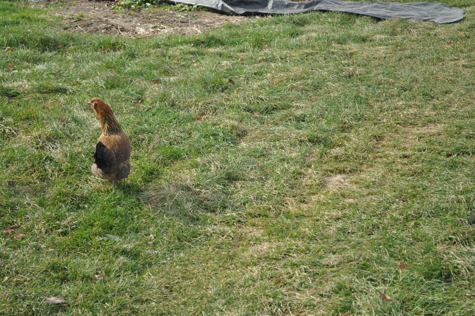 Parker Family Farm: Real Eggs from Real Chickens