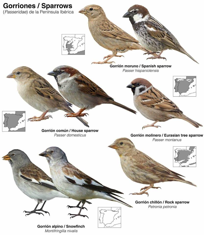 Gorriones: más allá del común