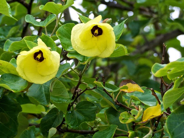 Cotton Tree. | Sunshine Coast Daily Photo