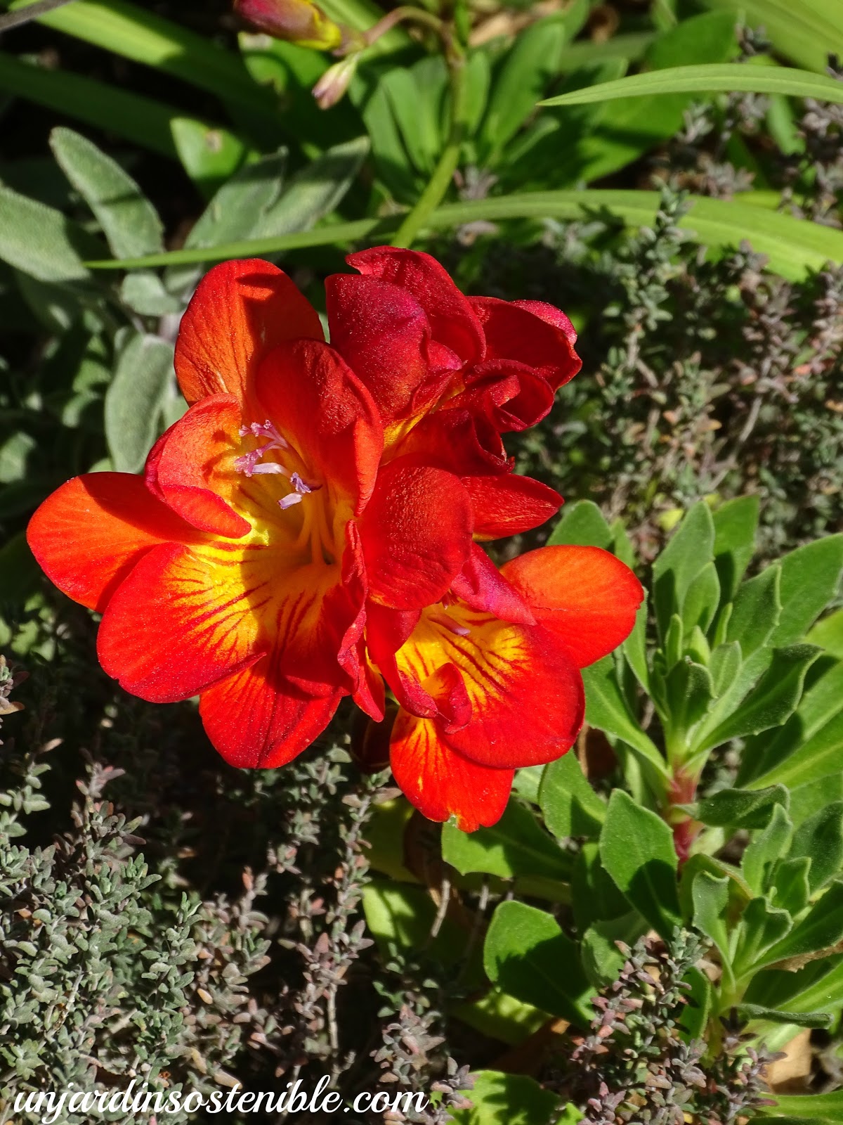 Freesia (Fresilla) "De las primeras en florecer"