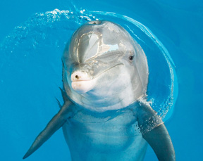 CMA Dolphins: Meet the Dolphins!