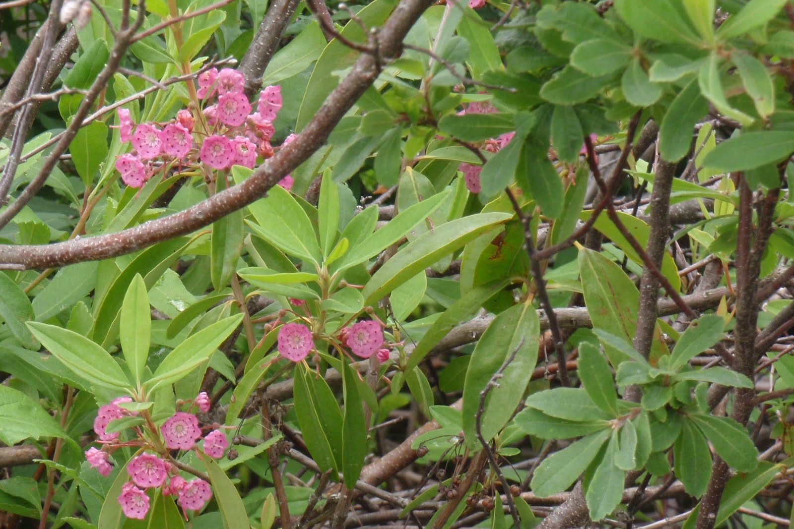 PenobscotPaddles: Puttering about Pushaw