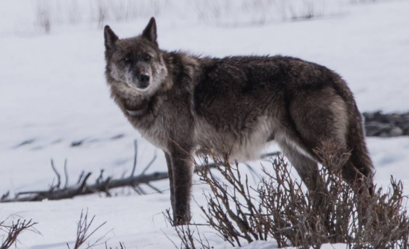 White Wolf : Famous female wolf of Yellowstone collared as wolf 926f ...