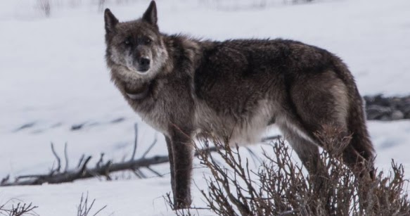 White Wolf : Famous female wolf of Yellowstone collared as wolf 926f ...