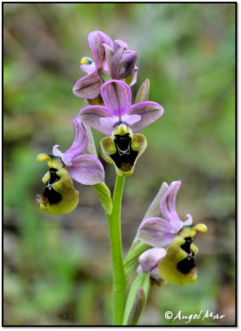 PROYECTO ORQUÍDEA: Día de la Orquídea 2013: galería de imágenes
