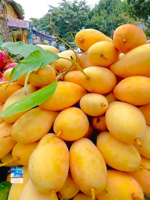 WORLD'S SWEETEST MANGO AND SWEETEST FRUIT - PHILIPPINE CARABAO MANGO