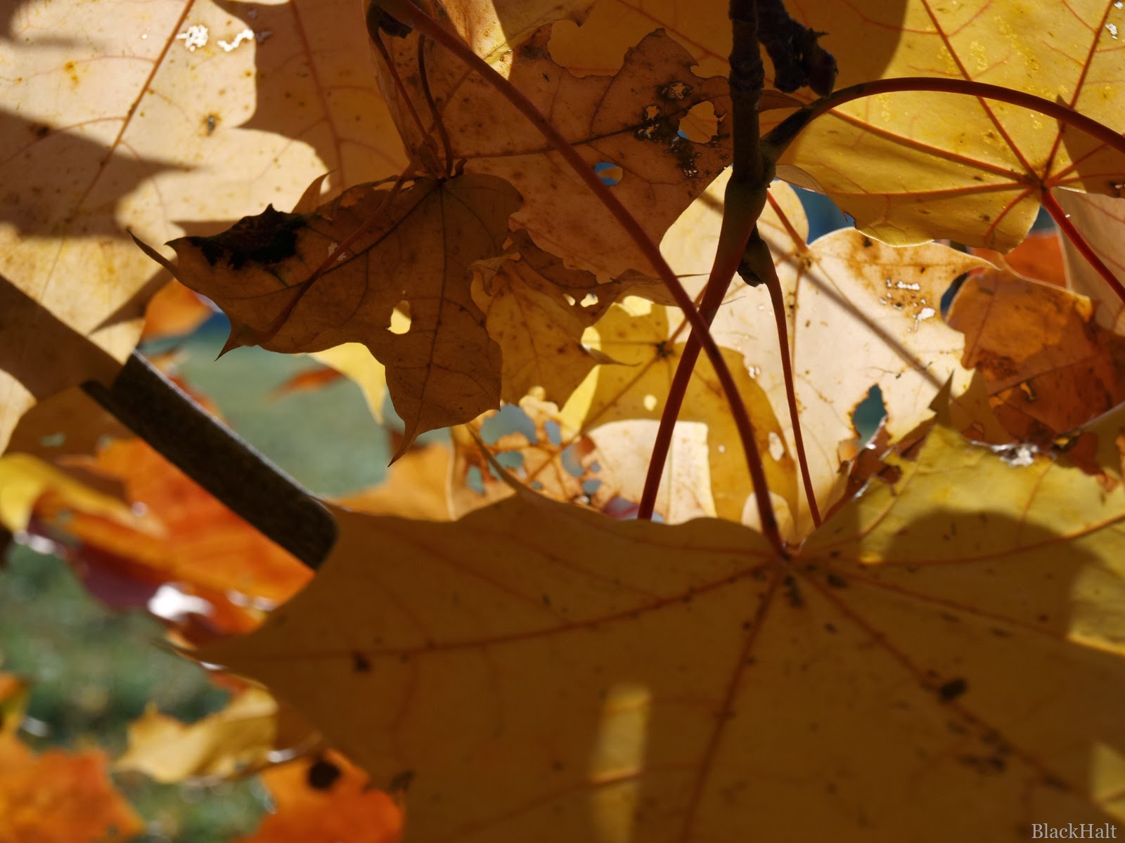 Rudens kļavu lapas Ⅱ - PhotoBlogSite