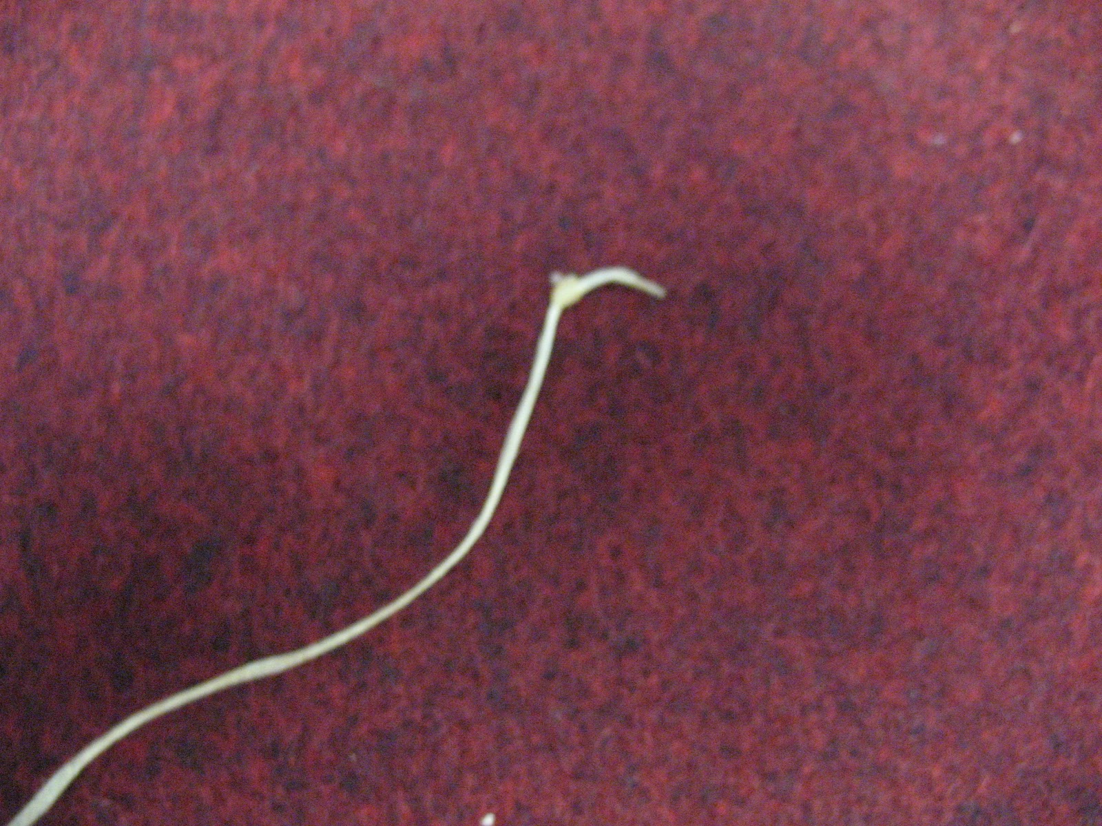 Sensible Survival: How to Sew with Real Sinew