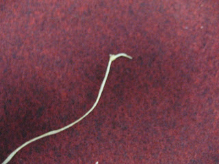 Sensible Survival: How to Sew with Real Sinew