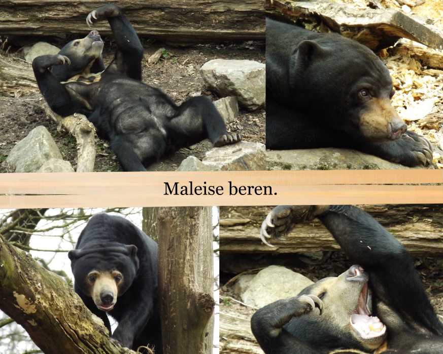 Welkom op Loekje 19: Favorieten uit Zoo's (1)