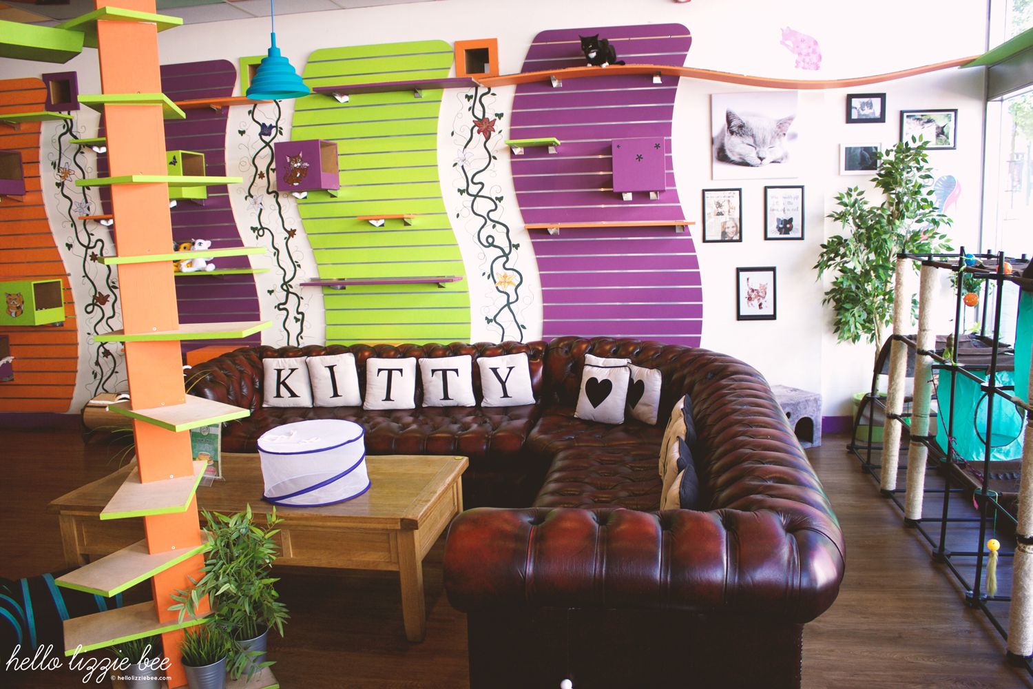 Birthday Gal: Barbecues & Cat Heaven! - Hello Lizzie Bee