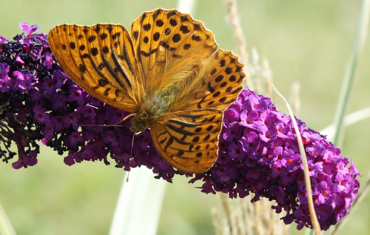 La Nouille Qui Pique...: Papillon