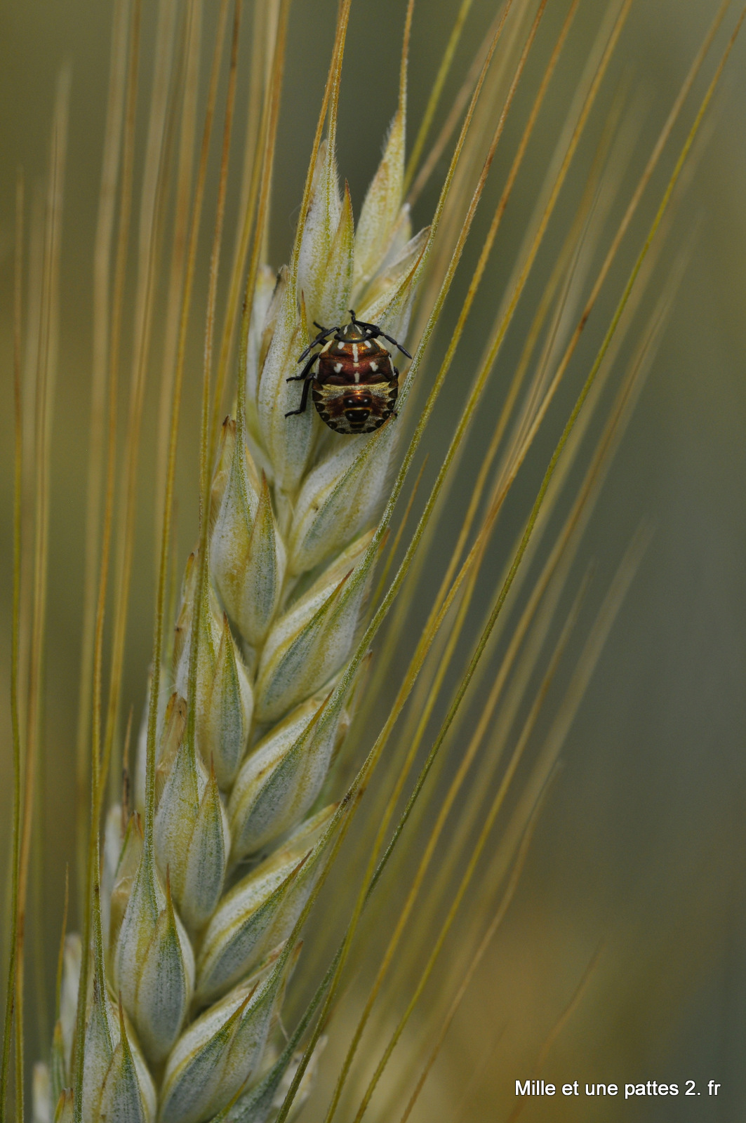 Mille et une pattes 2: Des insectes dans un champ de blé