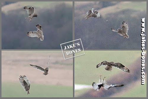 The amazing owl fight in photos : Jake's Bones