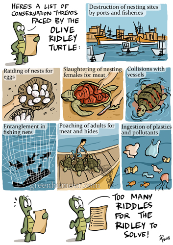 Green Humour: World Turtle Day- The Olive Ridley Turtle