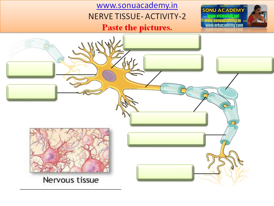 SONU ACADEMY: NERVE TISSUE-ACTIVITY-2