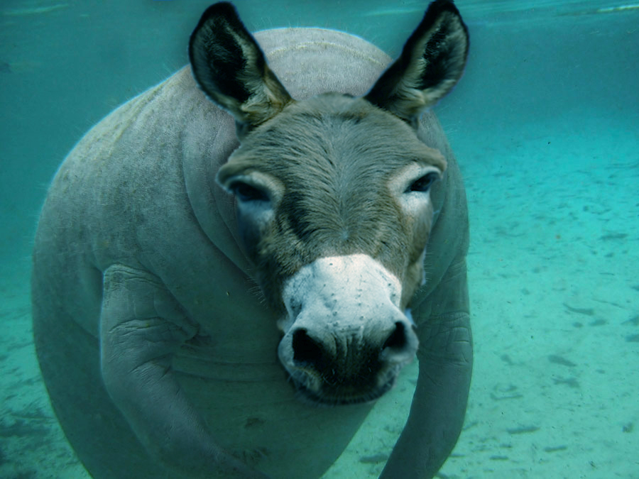 Twistedly Terrifying Tales from a Twisted Mind.: The Tale of the Sea Donkey