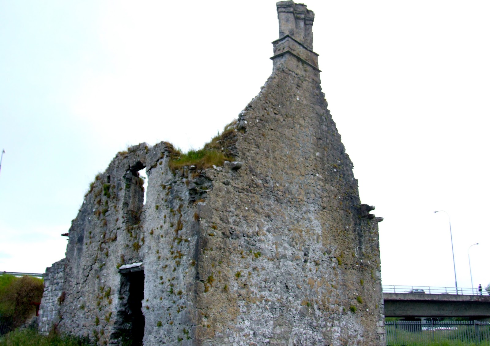 Speedie's Blog: Transforming an Irish Urban Forest into a Wildlife ...