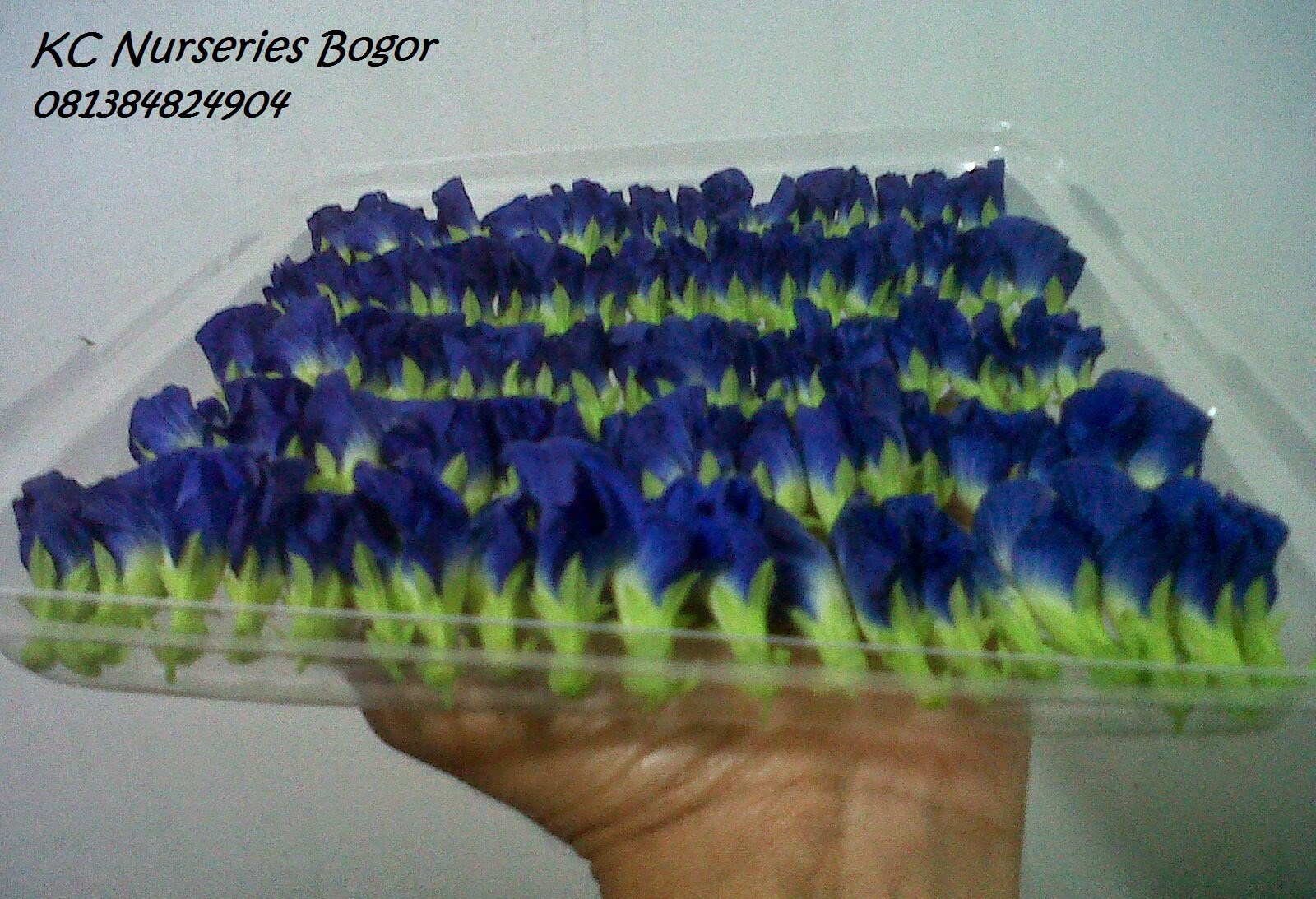 KC NURSERIES BOGOR: Tanaman Obat Keluarga : KEMBANG TELENG
